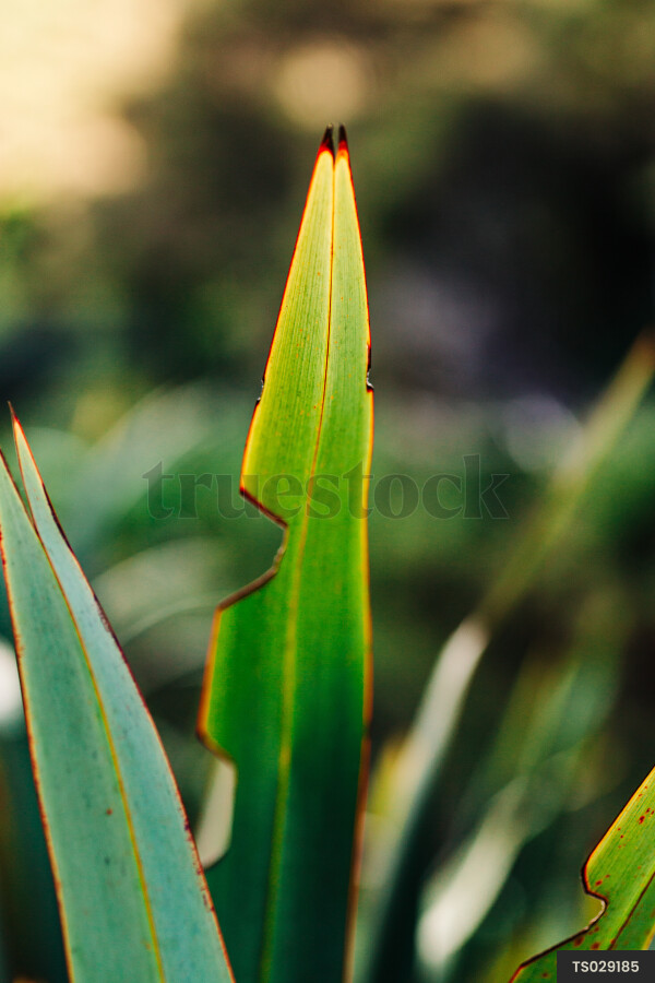 Harakeke flax by Erica Sinclair - Truestock