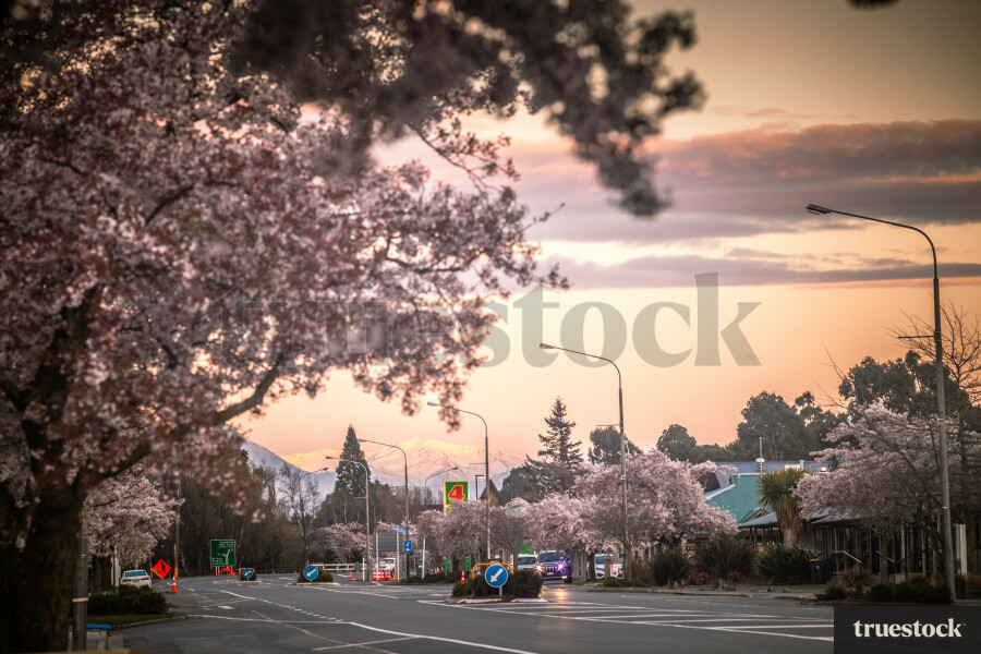 Cherry blossom trees in the suburban streets by Kathryn Taylor - Truestock