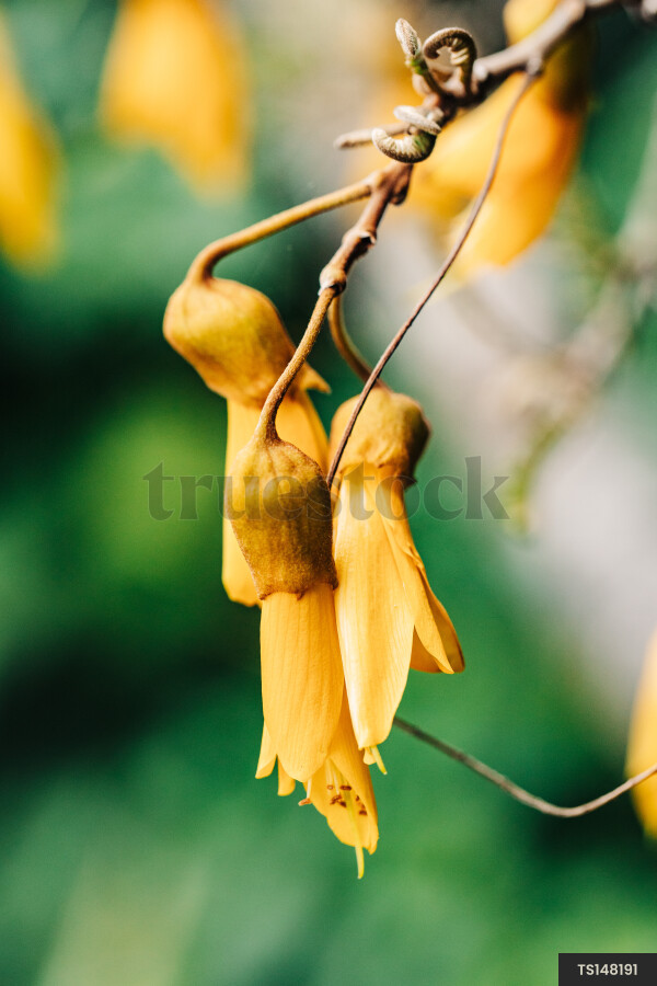 State Flower New Zealand