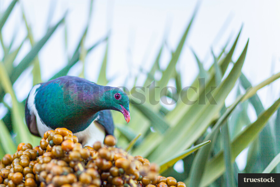 Kereru Eating Berries by Fraser Tebbutt - Truestock