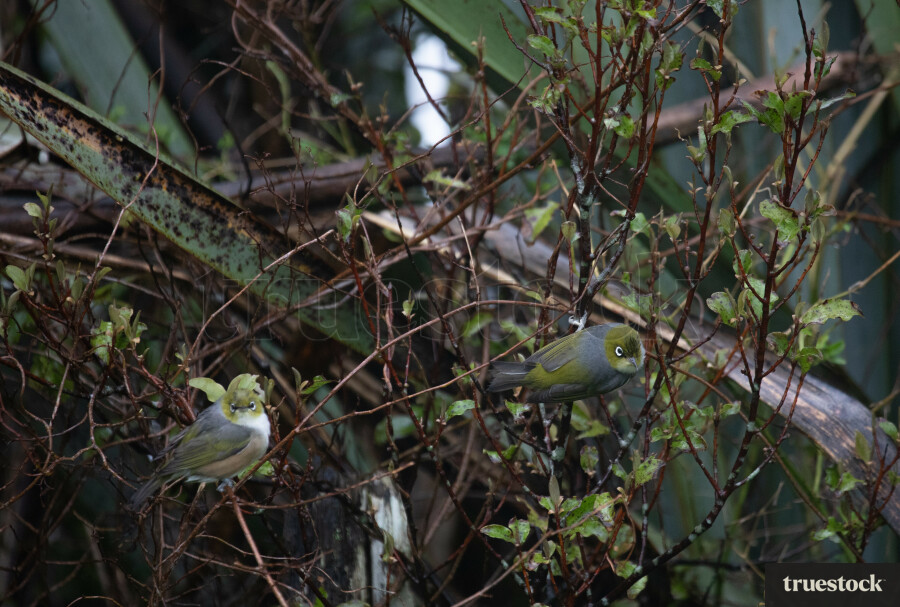Wax-Eye Birds on Branch by Kathryn Taylor - Truestock