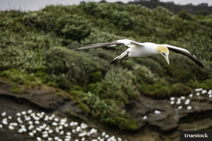 Gannet Bird Flying by Chris Chase - Truestock