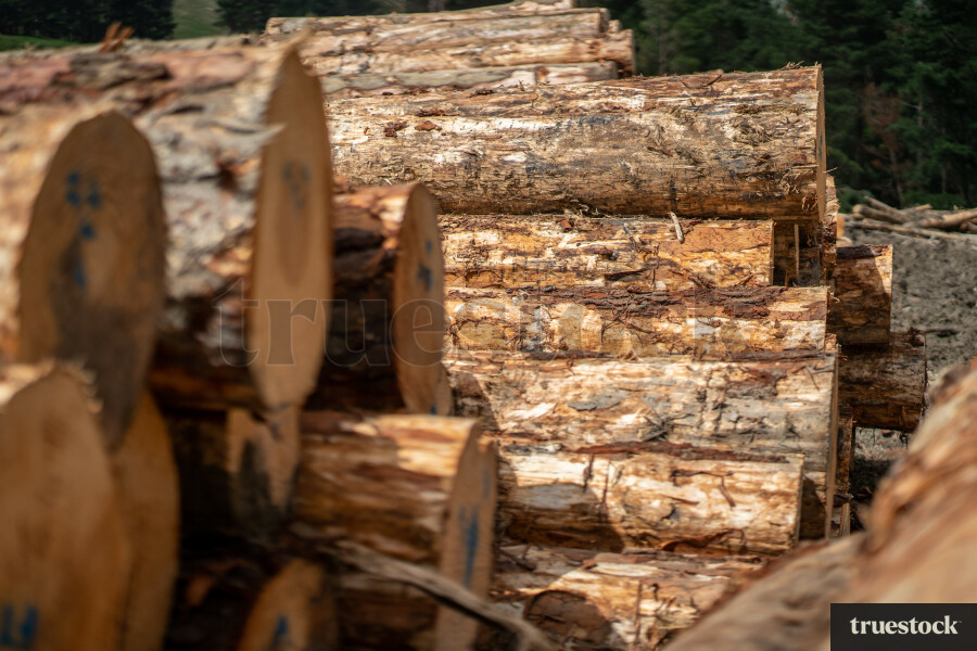 Graded and Stacked Logs by Michael Gamble - Truestock