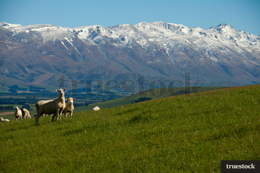 Herd of sheep in the country near mountain ranges by Bev Bell - Truestock