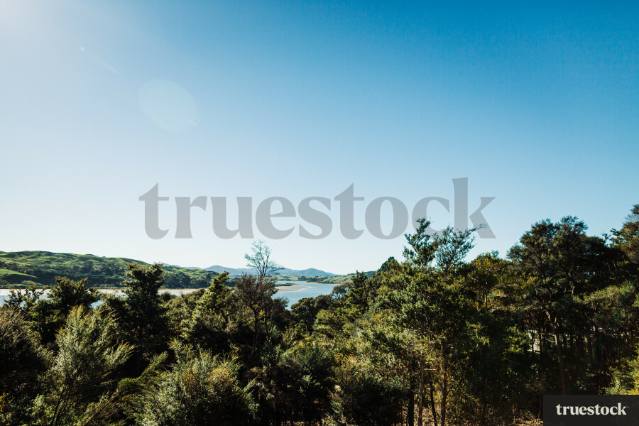 Bay through forest by Erica Sinclair - Truestock