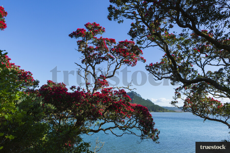 Pohutukawa Tree by Ocean by Spid Pye - Truestock