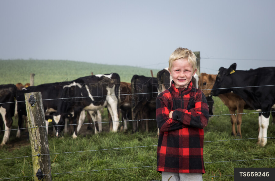 Young Boy on Farm With Cows by Kathryn Taylor - Truestock