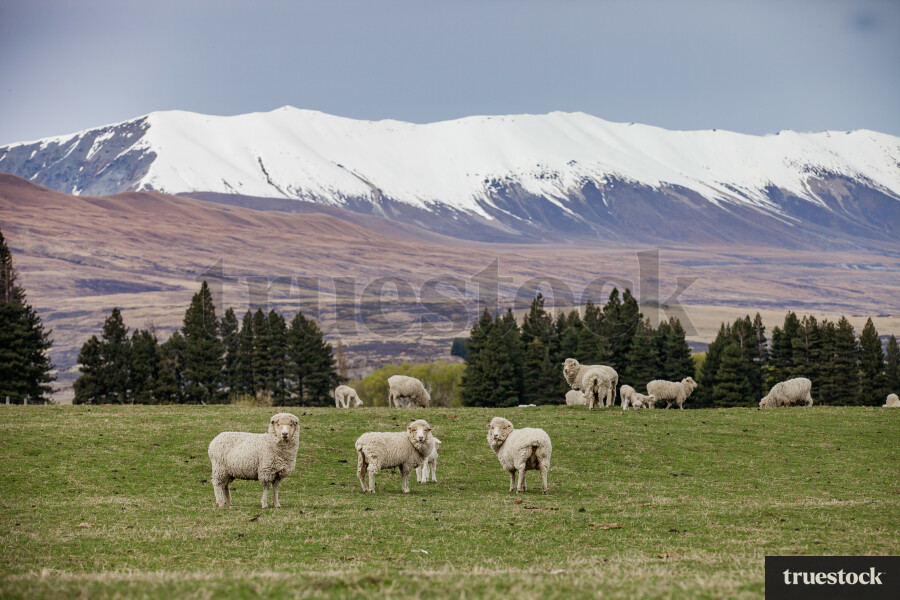 High country sheep station by Kathryn Taylor - Truestock