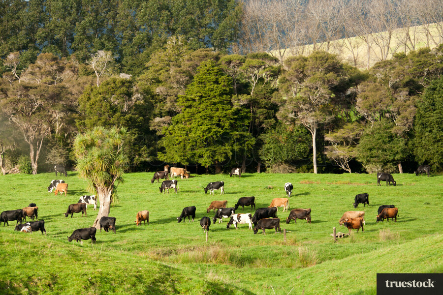 Dairy cows in the highland country by Bev Bell - Truestock