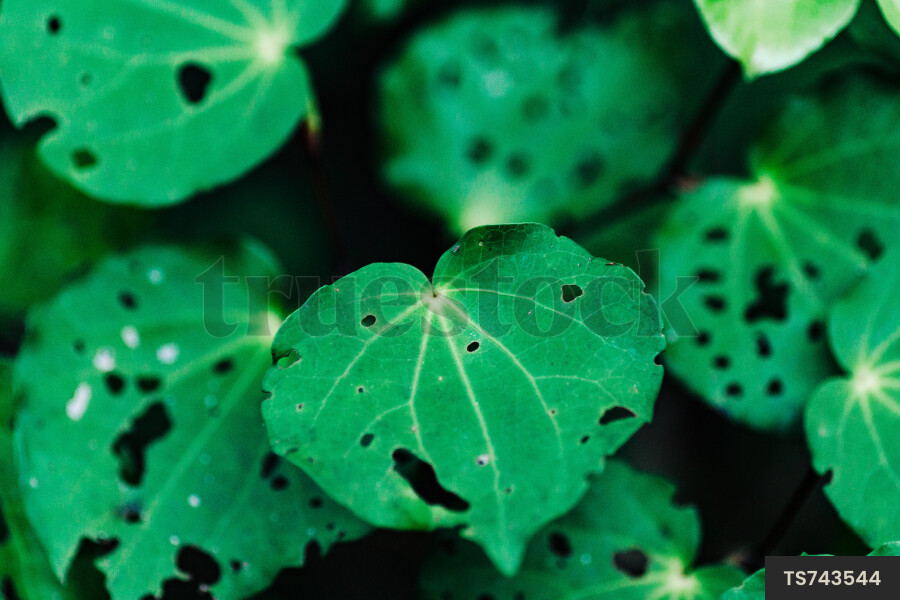 Leaves of kawakawa plant by Erica Sinclair - Truestock