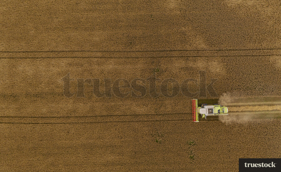 Harvesting Oats By Vaughan Brookfield Truestock