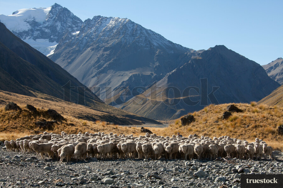 Herd of sheep in the country by mountain ranges by Bev Bell - Truestock