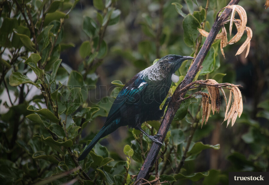 Tui on Branch by Kathryn Taylor - Truestock