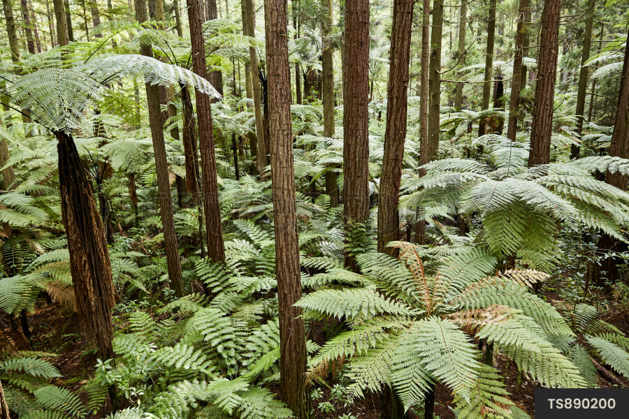 Landscaping With Redwood Trees Dawn Redwood | Description, Discovery,