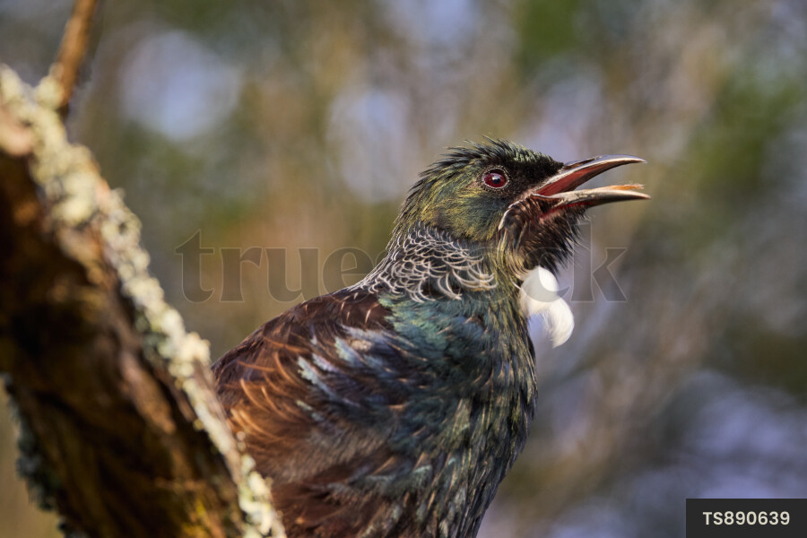 Tui perching on branch by Shore Studios - Truestock