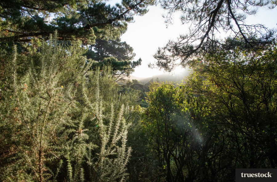 Inside the forest with sunbeams shining through the tree gaps by James ...