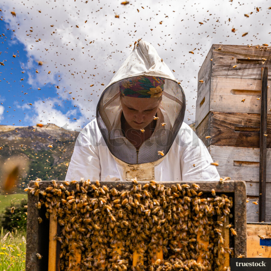 Beekeeper checking the beehives by Elton McAleer - Truestock